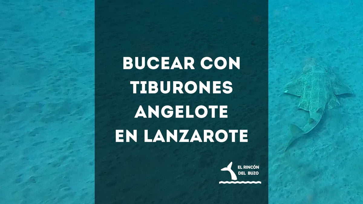 Bucear con tiburones angelote en Lanzarote